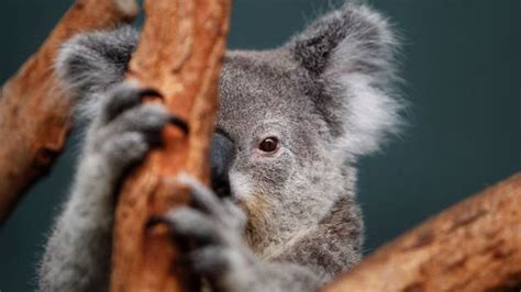 Мъж продава коала изнасилвач и убиец Новини бг