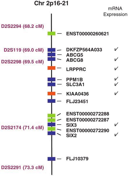 Physical Map Of The Lsfc Candidate Region Human Genome August 2001