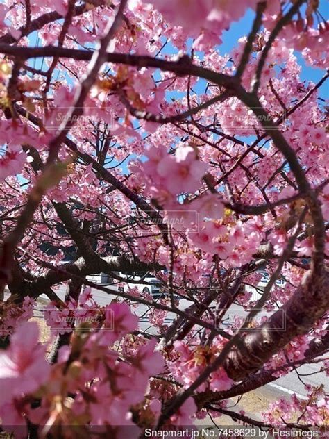ピンクの花が咲く木の写真・画像素材 7458629 Snapmart（スナップマート）