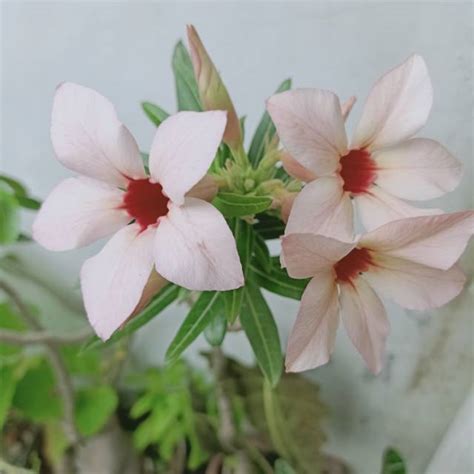 Produk Dee Lestari Shopee Indonesia