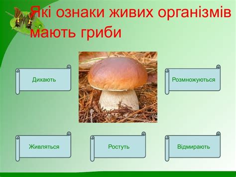 Презентація Гриби