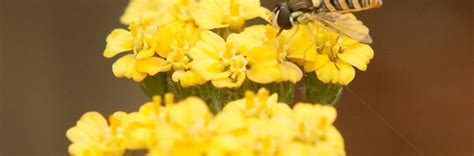 Growing A Predatory Insect Paradise Uc Agriculture And Natural Resources