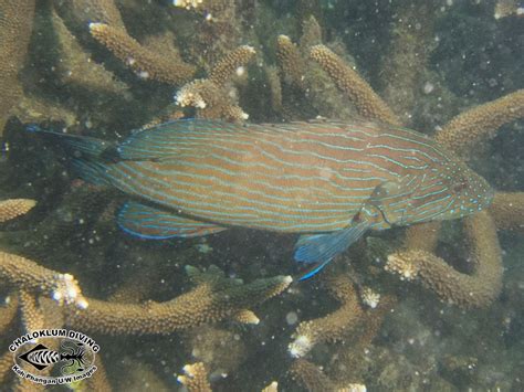 Blue Lined Grouper Cephalopholis Formosa Chaloklum Diving Koh Phangan