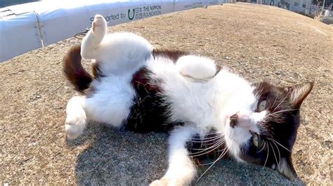 防波堤の上にいた猫を撫でると喜んでゴロンゴロン転がってカワイイ Youtube