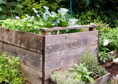 Broccoli Companion Plants What Can And Can Not Grow Plants Spark Joy