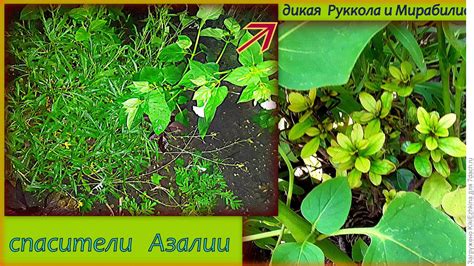 Азалия: посадка, выращивание и уход