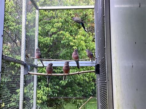 Bourke Parrot Western Rosella Birds Gumtree Australia Caboolture