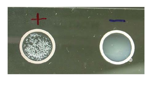 Lab Final Flashcards Quizlet