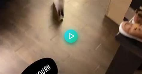 Purkor Album On Imgur