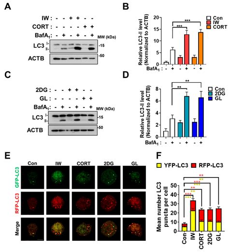 Distinct Signaling Pathways For Autophagy Driven Cell Death And