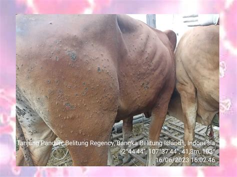 Penyakit Pada Ternak Sapi Penggemukan Pptx