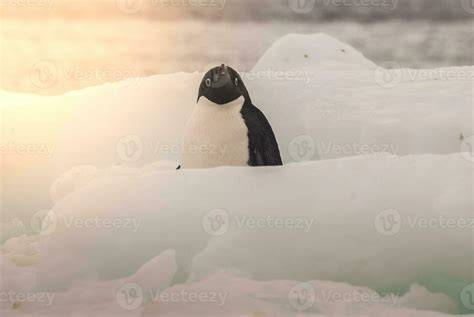 Adelie Penguin Juvenile On Ice Paulet Island Antarctica 26212980