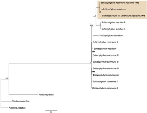 50 majority rule consensus tree from bayesian inference of the