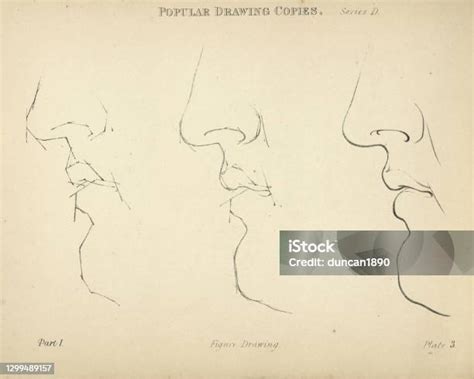 코와 입을 스케치 빅토리아 인기있는 그림 그림 그림 사본 1880 1889 년에 대한 스톡 벡터 아트 및 기타 이미지