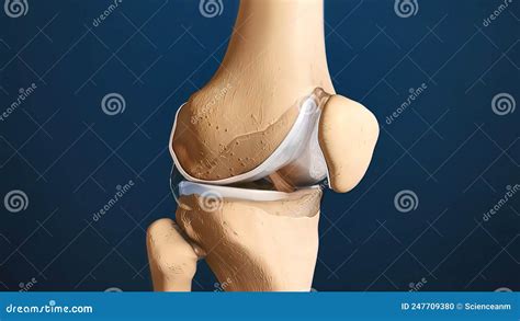 Cross Section Through A Typical Synovial Joint Showing The Bone