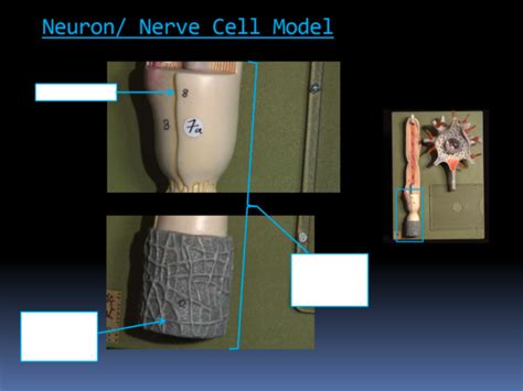 Nerve Cell Model 4 Diagram Quizlet