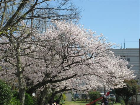今年も桜が咲きました。 株式会社ディジ・テック ブログ