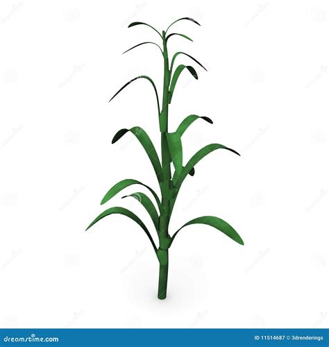 Corn Stalk Stock Illustration Illustration Of Corn Computer 11514687