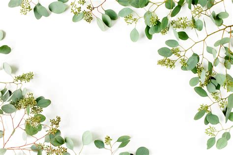 Premium Photo Frame Borders Made Of Eucalyptus Populus Leaves With Fruits In The Form Of