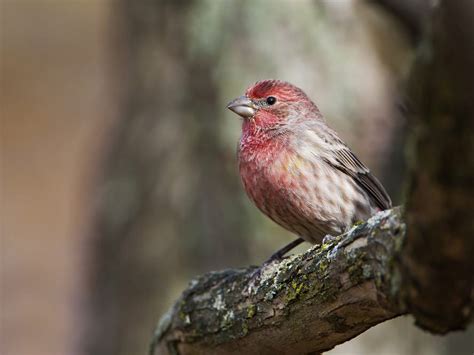 House Finch Nesting Eggs Location Behavior Birdfact