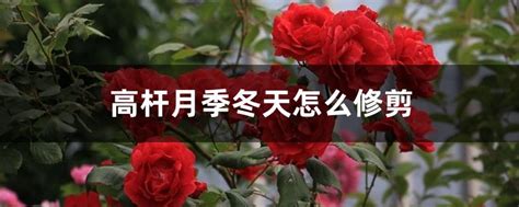 高杆月季冬天怎么修剪 花百科