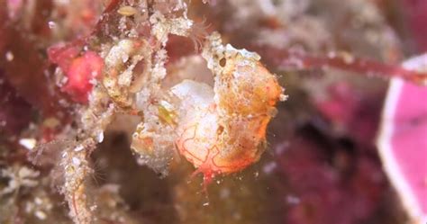 水深20M ヒメニラミベニハゼ GTダイバーズ沖永良部島の海ブログ