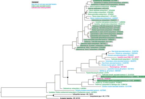 Bayesian Inference Tree Based On The 16s Rrna Gene For Download