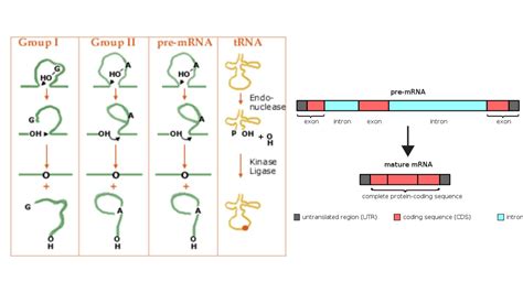 Sex Determination Definition Methods Significance Biology Notes