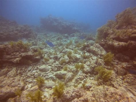 Scuba Shops Key Largo 51 Dcim100goprogopr8145 Flickr