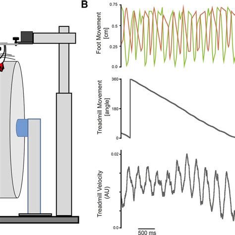 Pixy Tracking Of Two Limbs A Schematic Of A Mouse Head Fixed On A