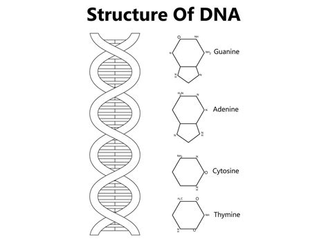 Vector Scientific Icon Spiral Of DNA And RNA An Illustration Of The Differences In The