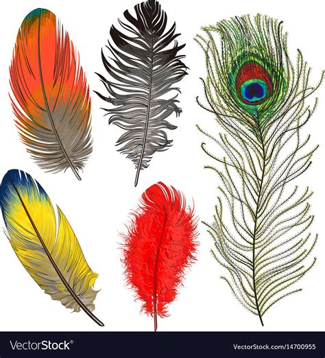 Hand Drawn Set Various Colorful Bird Feathers Vector Image