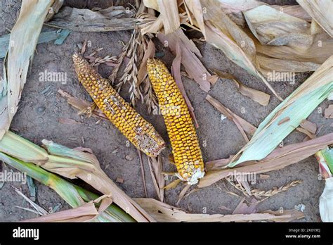 World Food Crisis Concept Corn Crop Failure In A Farmers Field In