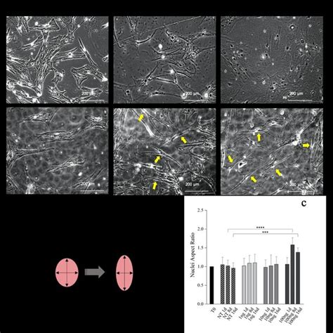Morphometric Analysis Of Hbm Mscs With The Hgdf 5 Download