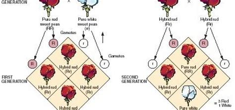 Interpretation Of Mendel S Laws According To Chromosomes Theory Science Online