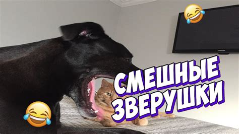 🤣ЛУЧШИЕ ПРИКОЛЫ С ЖИВОТНЫМИ | НОВЫЕ ПРИКОЛЫ С КОТАМИ, СОБАКАМИ ...