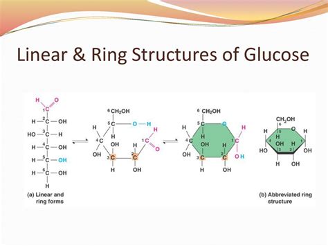 Saccharides Packet 9 Chapter 5 11112018 84657 Am Ppt Download