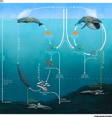 Whales Could Be A Valuable Carbon Sink Say S EurekAlert