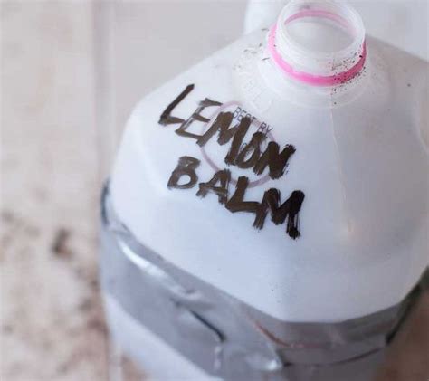 How To Start Seeds In Milk Jug Greenhouses Milk Jug Seed Starting