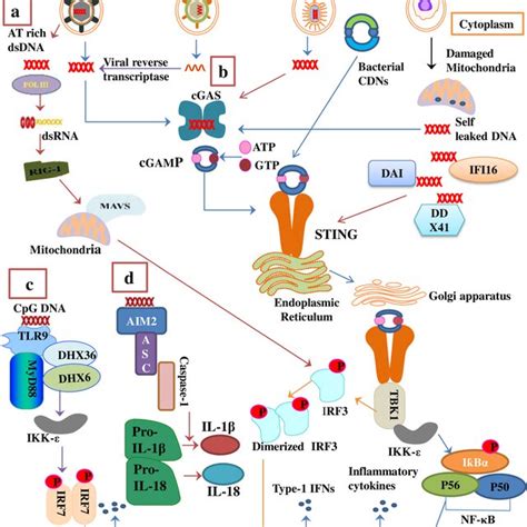 Viral Rna Sensing Pathways Rna Viruses Are Sensed By Host Cells Via