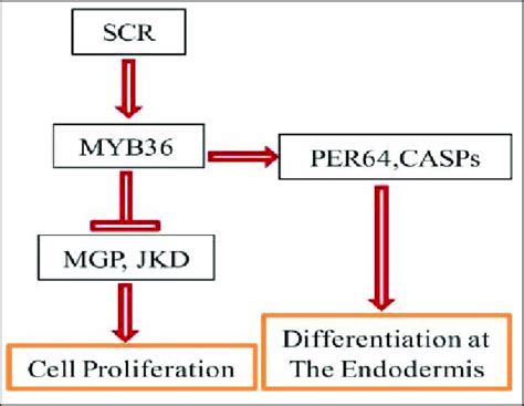 The Regulation Of Endodermal Maturation Download Scientific Diagram