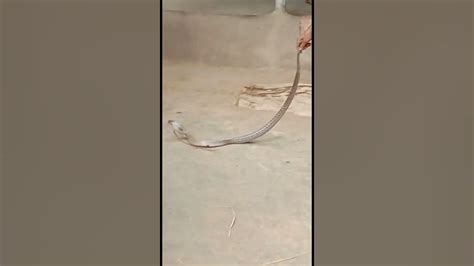 পাশের বাড়ি থেকে যেভাবে বিসাক্ত গোখরা সাপ 🐍 ধরলো😱। Video 3 Youtube