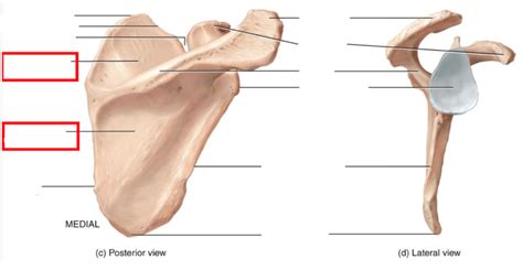 Scapula Infraspinous Fossa