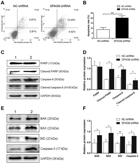 Spag6 Regulates Cell Apoptosis Through The Trail Signal Pathway In Myelodysplastic Syndromes