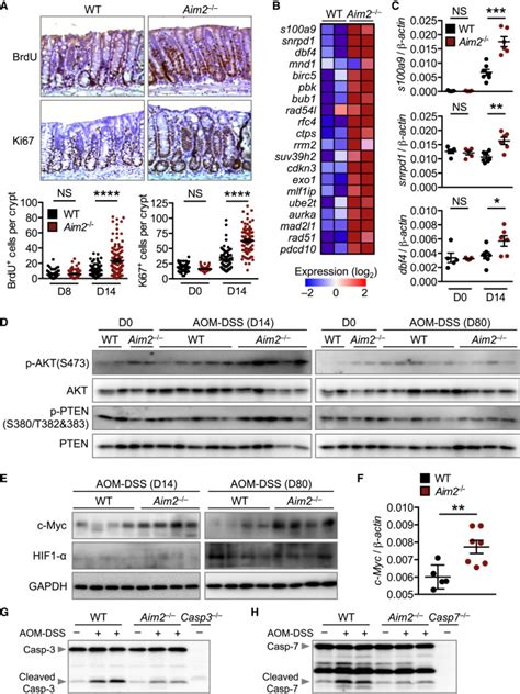 Critical Role For The Dna Sensor Aim2 In Stem Cell Proliferation And