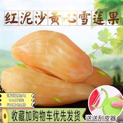 成煜云南特产天山红泥沙雪莲果包邮新鲜脆甜水果现挖现发10斤装虎窝淘