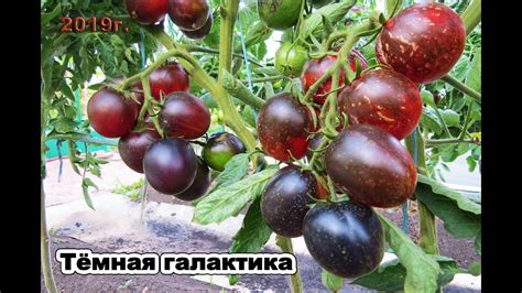 Темная Галактика Томат Описание Сорта Фото – Telegraph