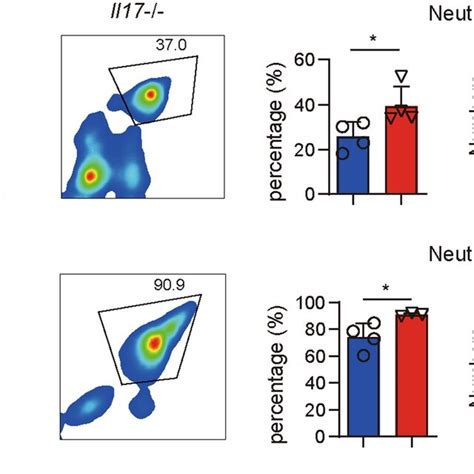Neutrophil Infiltration To A Baumannii Infection In Balf C57bl6 And