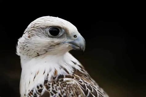 Falcons In Iowa 4 Species Bird Feeder Hub