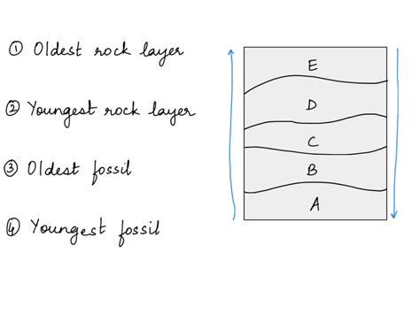 Solved Are These Answers Correct More About Fossil Evidence Most